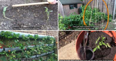 Creative Gardening Ideas With Inexpensive PVC Pipes – Digging In The Garden