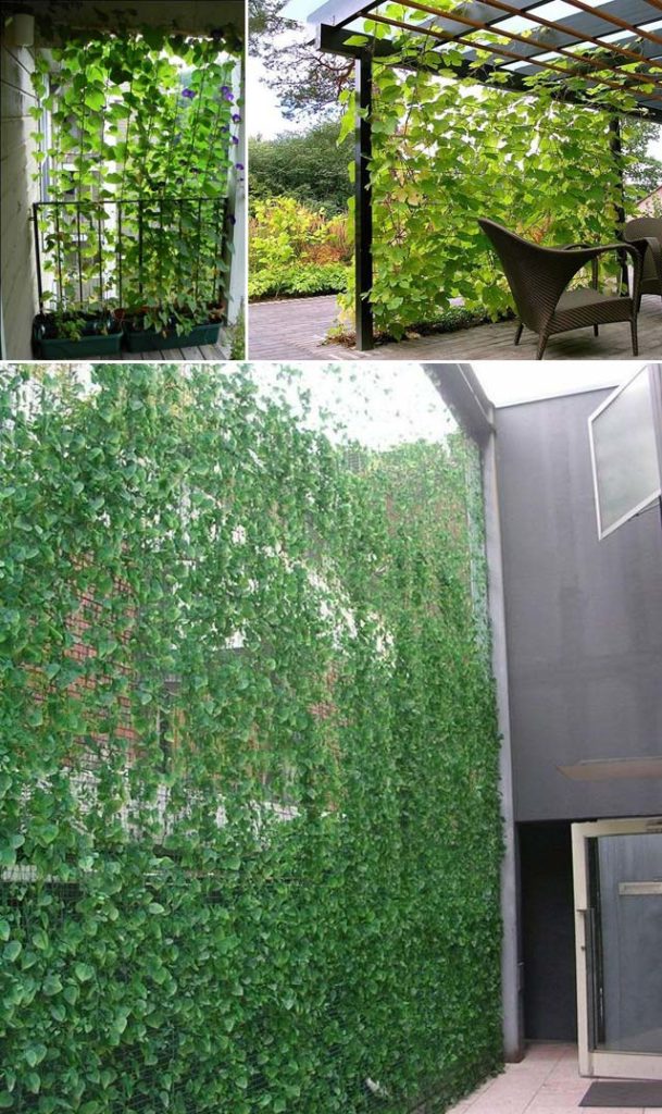 Try These 10 Ideas for Adding Privacy to Backyard Oasis