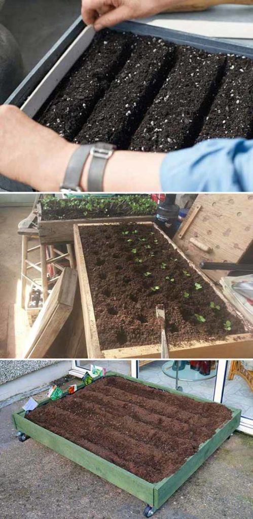 A How-To Guide for Starting Seeds Successfully