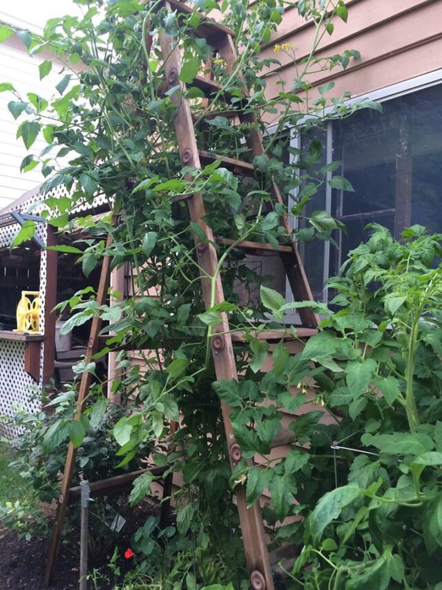 12 DIY Recycled Garden Trellis Ideas