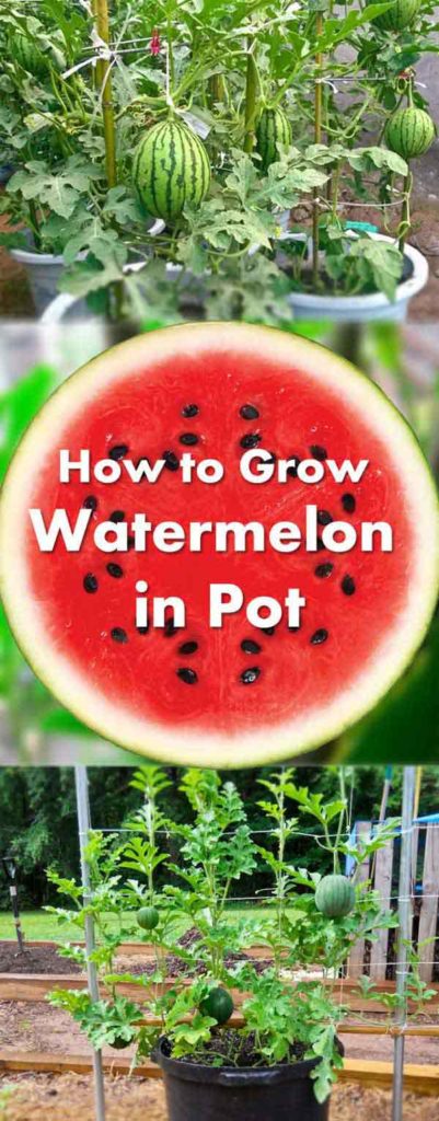 Best 26 Potted Vegetables and Fruits for Container Gardens