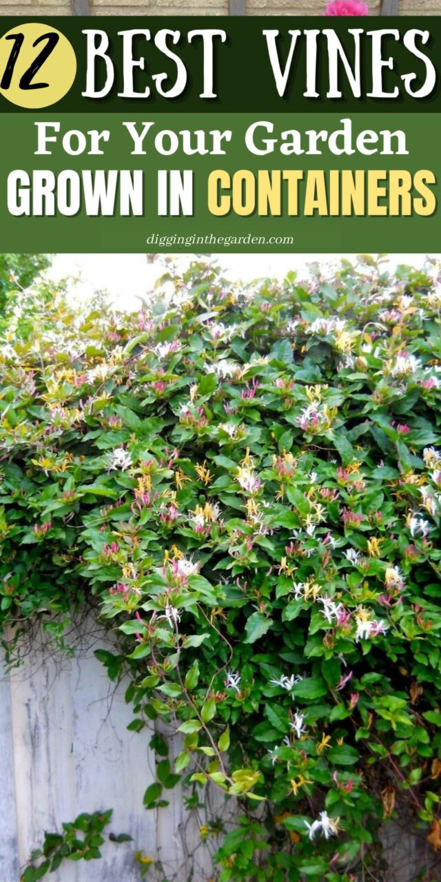 Top 12 Attractive Vines That Can Be Grown In Containers