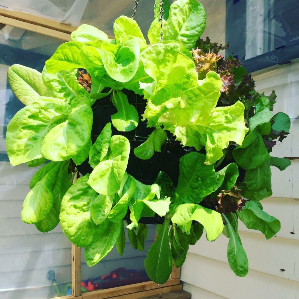 How to Make a Beautiful and Nutritious Lettuce Globe