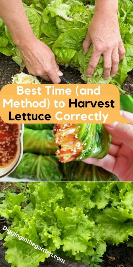 The Best Time (and Method) to Harvest Lettuce Correctly