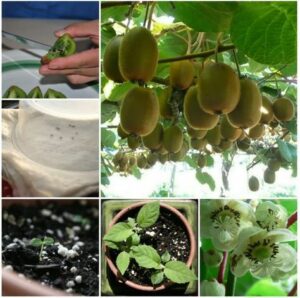 How To Grow Kiwi Plants In Containers