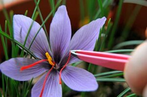 Best Methods of Growing Saffron Easily at Home