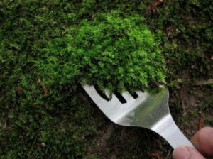 How and Why To Grow Moss For Your Yard and Garden