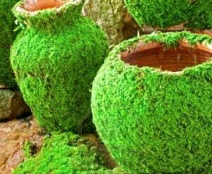 How and Why To Grow Moss For Your Yard and Garden