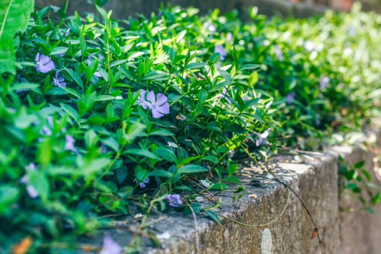 22 Compact Perennials That Thrive Under Shade and Control the Growth of ...