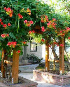 A Pop of Color: 15 Spectacular Vines and Climbers with Red Flowers for ...
