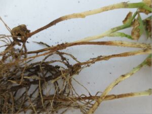 Dealing with Damping Off Disease in Seed Starting: Solutions and ...