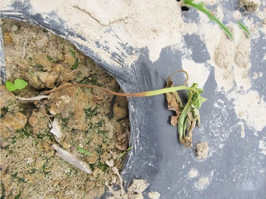 Dealing with Damping Off Disease in Seed Starting: Solutions and ...