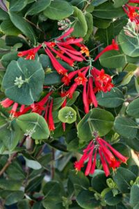 A Pop of Color: 15 Spectacular Vines and Climbers with Red Flowers for ...