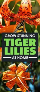 Bringing Beauty to Your Garden: A Guide to Growing Stunning Tiger Lilies