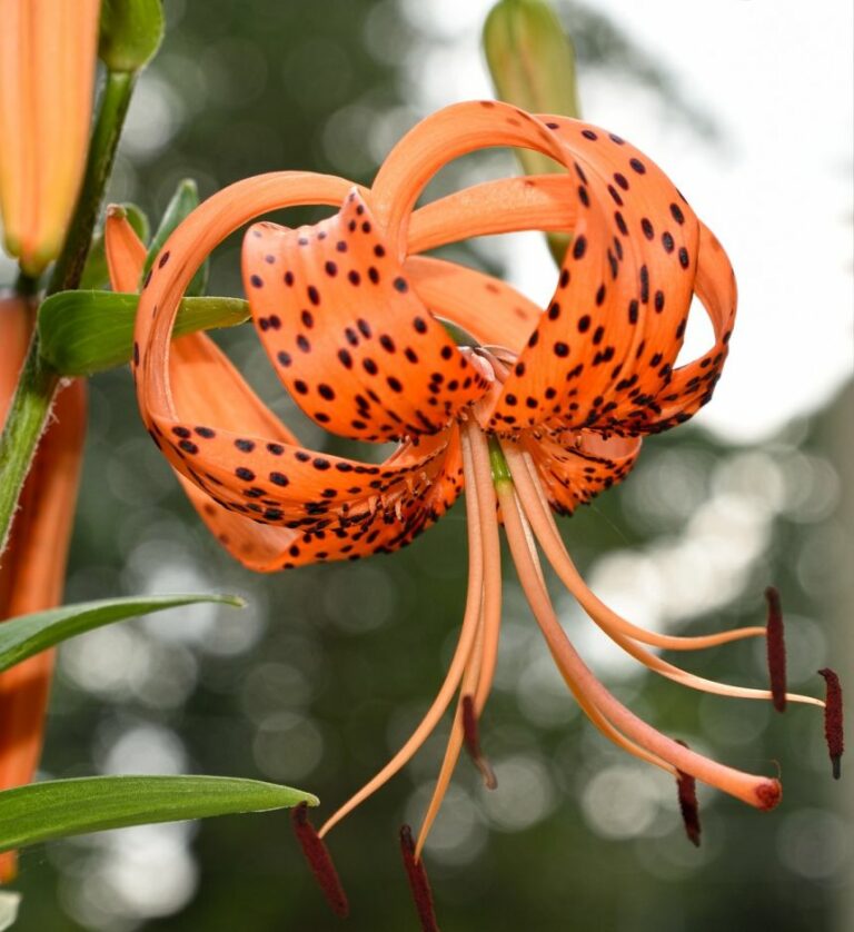 Bringing Beauty to Your Garden: A Guide to Growing Stunning Tiger Lilies