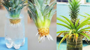 How To Successfully Grow Your Own Pineapple