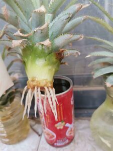 How To Successfully Grow Your Own Pineapple