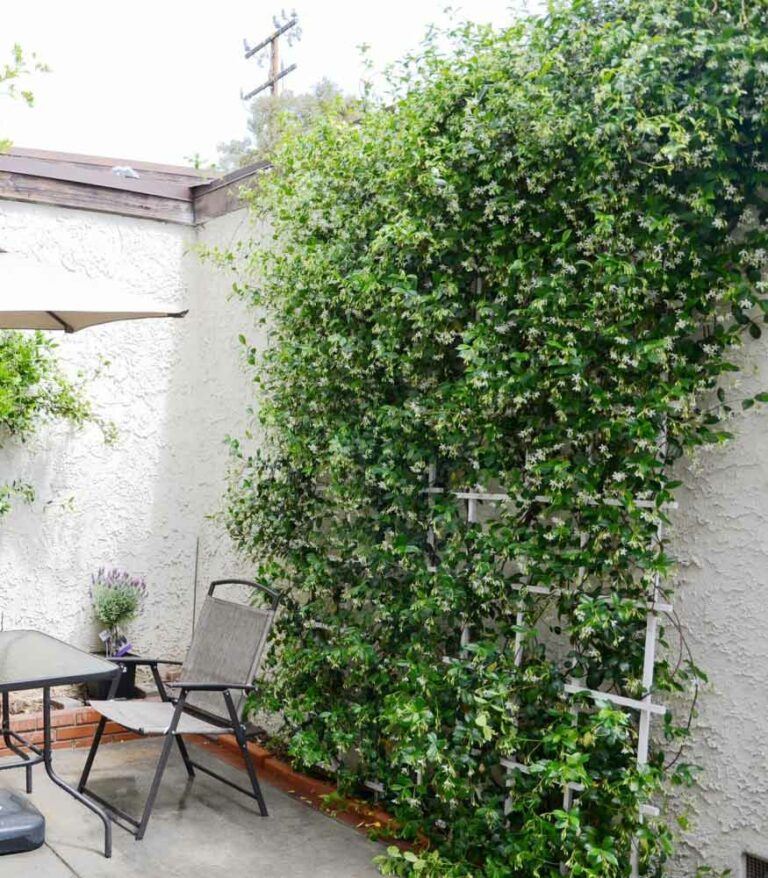 Top 27 Indoor Vining Plants and Climbers Turn Your Home into a Green ...