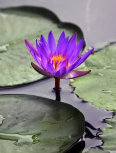 Best July Birth Flower List and Their Meanings