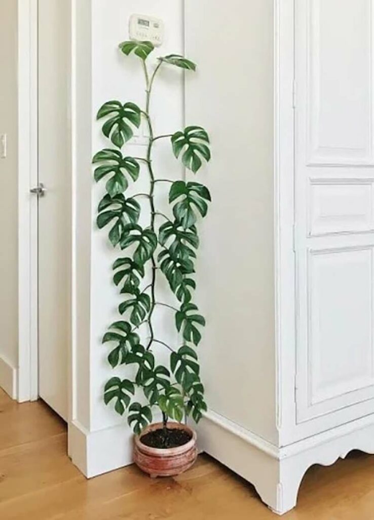 19 Different Types of Monstera | Most Popular Varieties to Grow