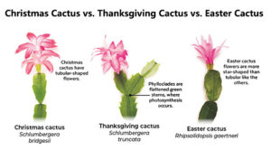 Differences Between Christmas Cactus & Thanksgiving