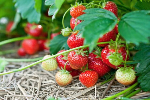 Top 17 Berry Varieties You Can Easily Grow in Your Garden