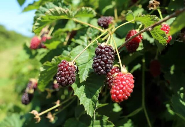 Top 17 Berry Varieties You Can Easily Grow in Your Garden