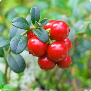 Top 17 Berry Varieties You Can Easily Grow in Your Garden