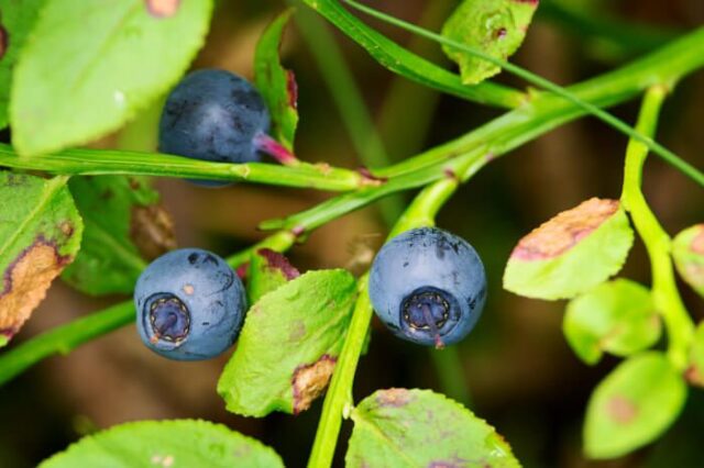 Top 17 Berry Varieties You Can Easily Grow in Your Garden