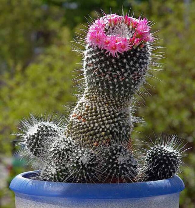 Top 47 Flowering Cactus Varieties for Stunning Blooms