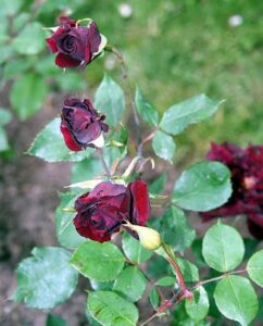 15 Types of Black Roses Varieties | Meaning and Care Tips