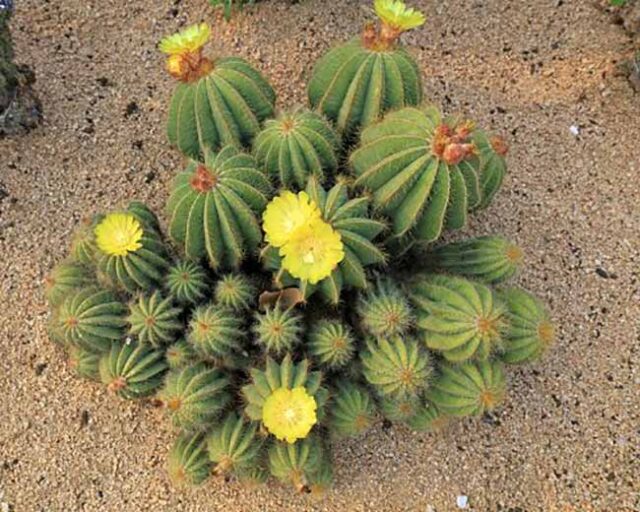 Top 47 Flowering Cactus Varieties for Stunning Blooms