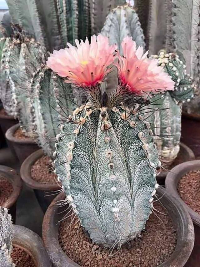 Top 47 Flowering Cactus Varieties for Stunning Blooms