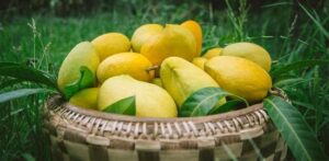 World’s Top 60 Mango Varieties by Flavor, Color & Region