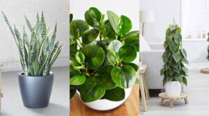 15 Most Popular Houseplants in America 2025