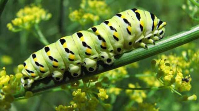 27 Types of Green Caterpillars You Should Know About