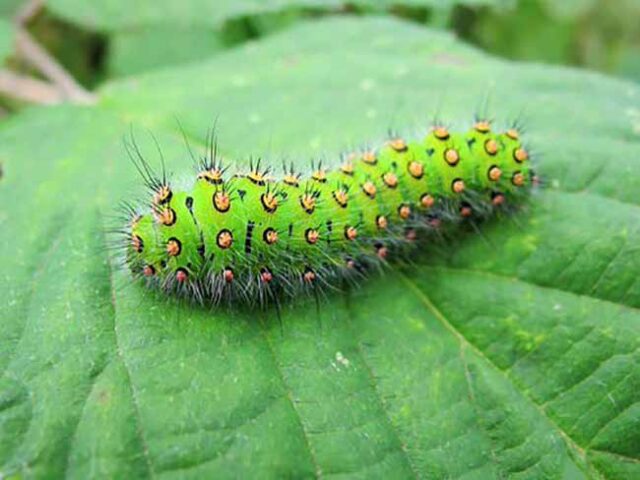 27 Types of Green Caterpillars You Should Know About