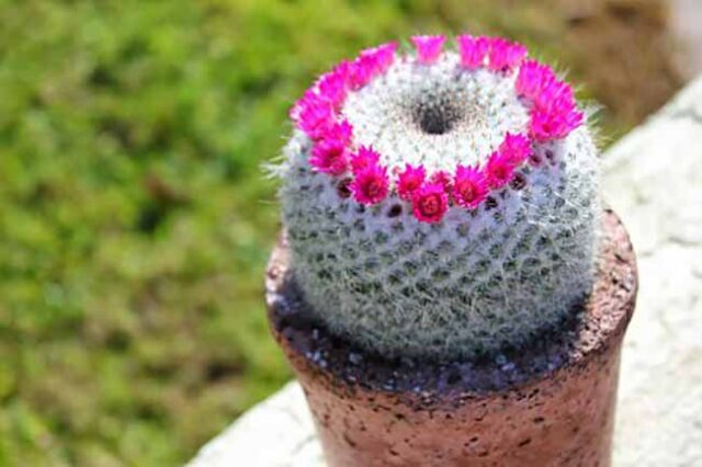 Top 47 Flowering Cactus Varieties for Stunning Blooms