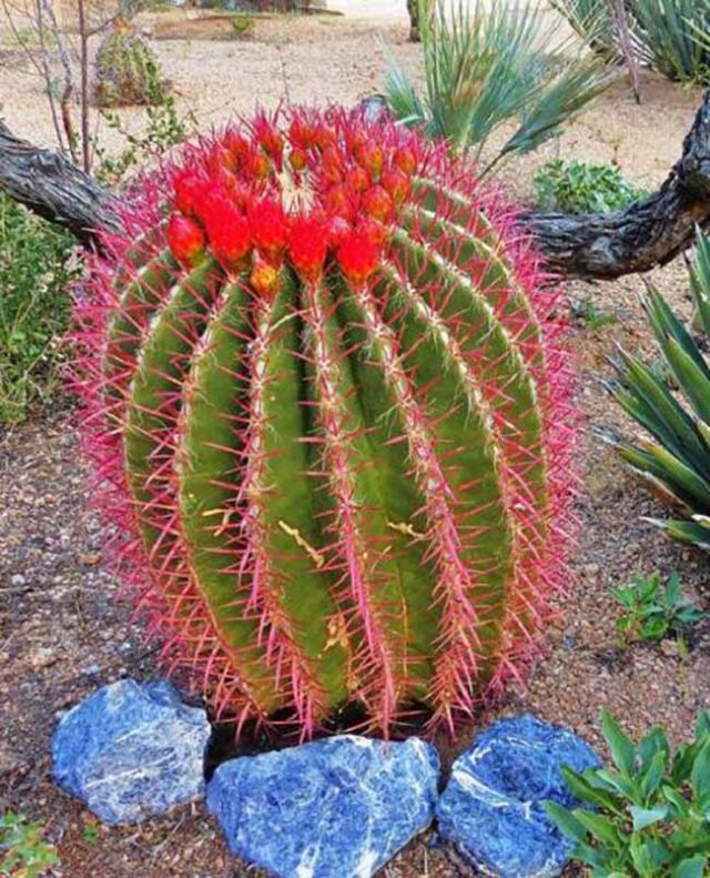 Top 47 Flowering Cactus Varieties for Stunning Blooms