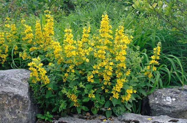 38 Yellow Flower Weeds You’ll Spot in Lawns and Gardens