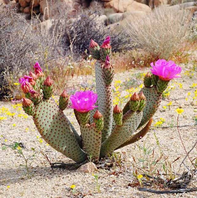 Top 47 Flowering Cactus Varieties for Stunning Blooms