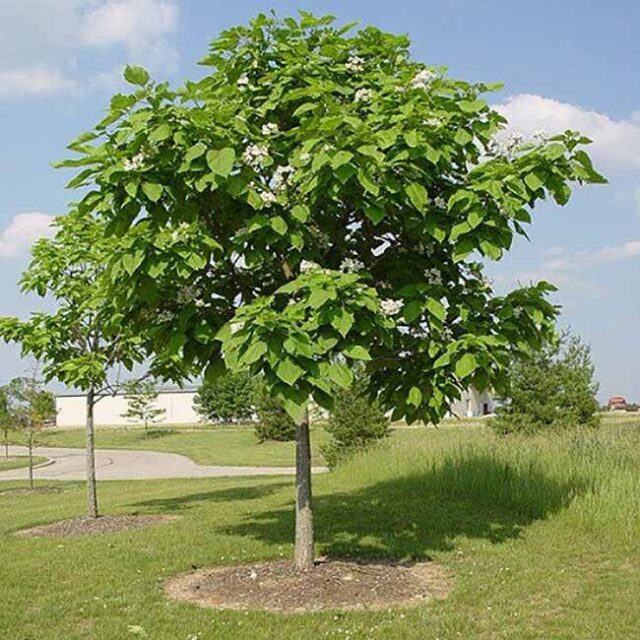 17 Gorgeous Trees with Heart-Shaped Leaves