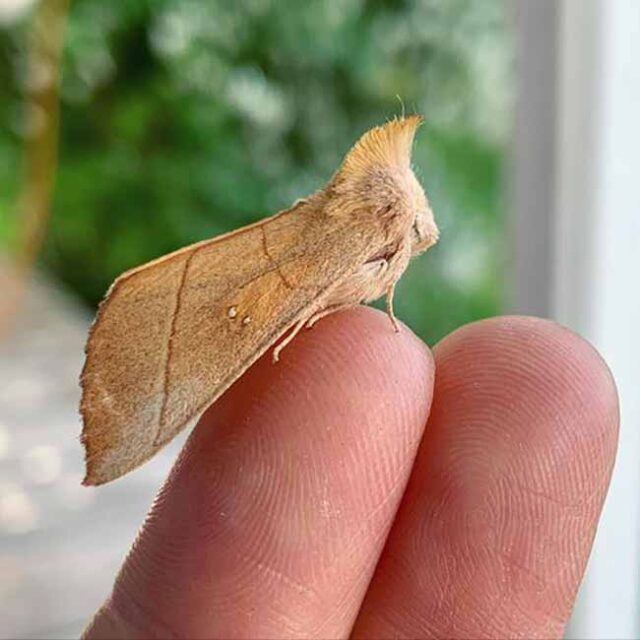 27 Types of Green Caterpillars You Should Know About