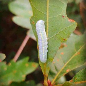 27 Types of Green Caterpillars You Should Know About