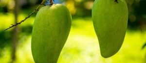 World’s Top 60 Mango Varieties by Flavor, Color & Region