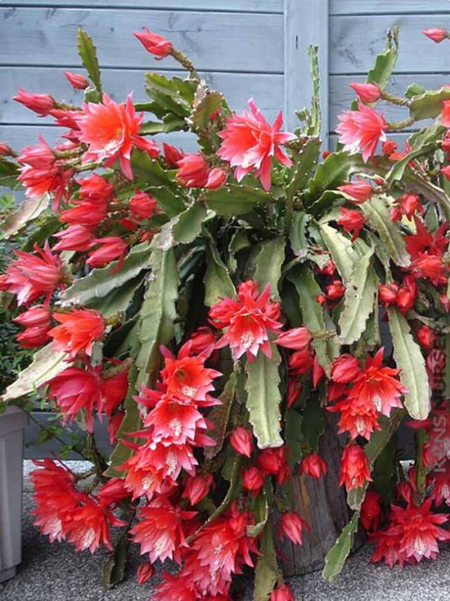 Top 47 Flowering Cactus Varieties for Stunning Blooms