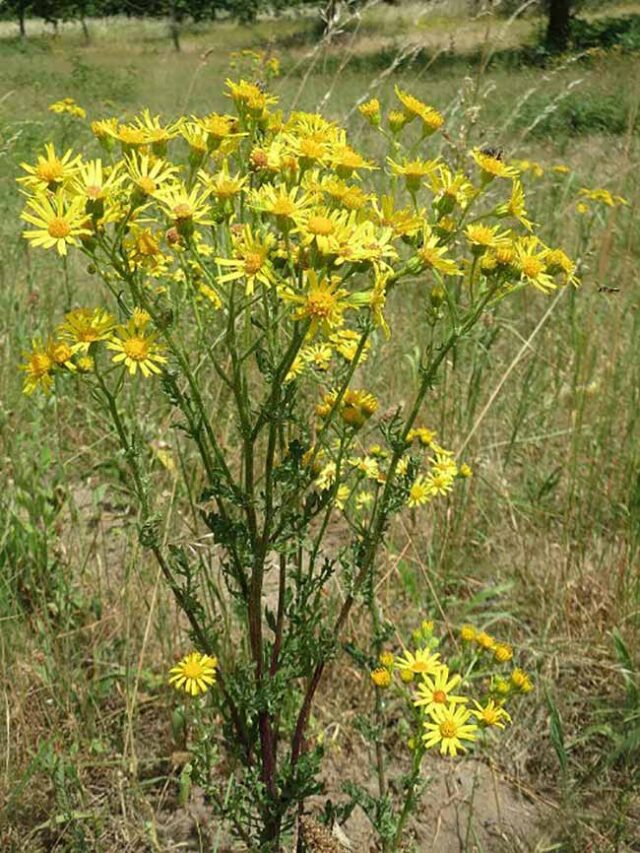 38 Yellow Flower Weeds You’ll Spot in Lawns and Gardens