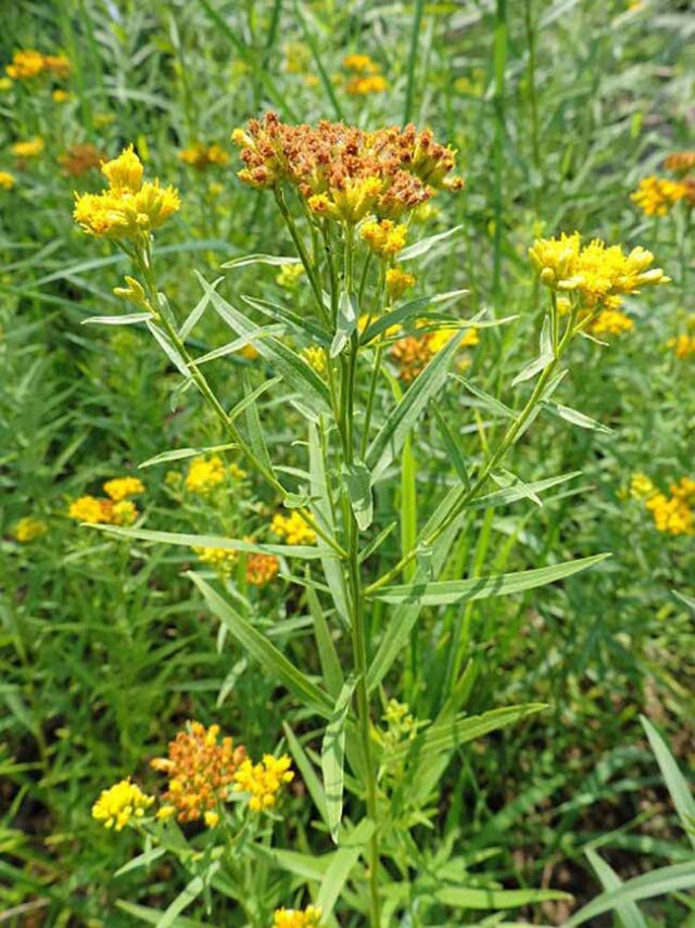 38 Yellow Flower Weeds You’ll Spot in Lawns and Gardens