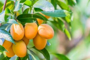 World’s Top 60 Mango Varieties by Flavor, Color & Region