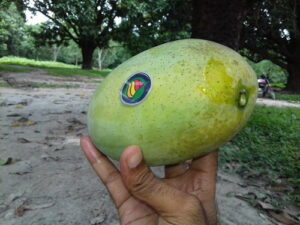 World’s Top 60 Mango Varieties by Flavor, Color & Region